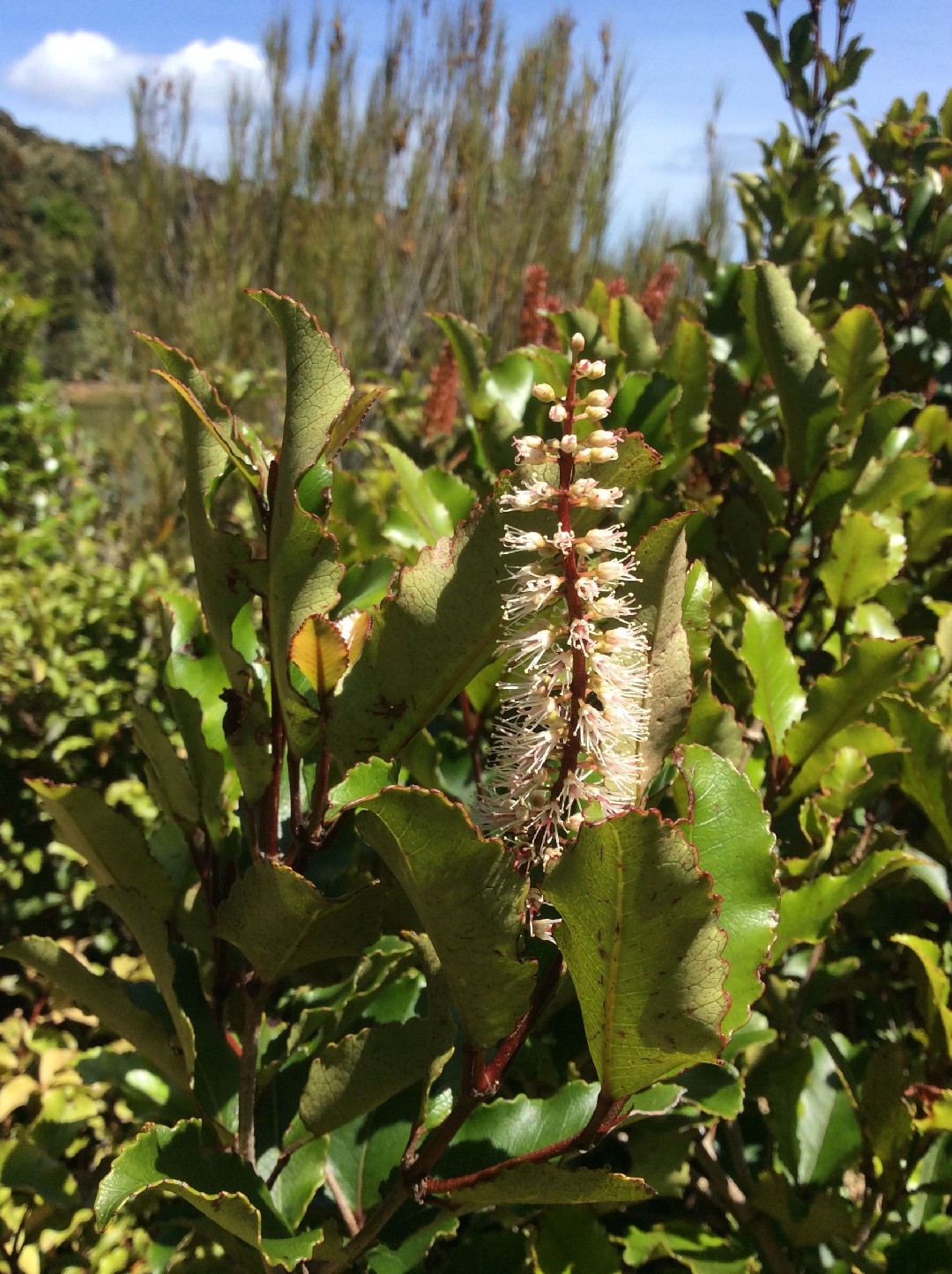 Weinmannia racemosa - PictureThis