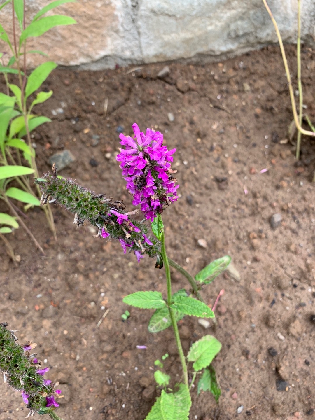 Betonica Comune (Betonica officinalis) - PictureThis