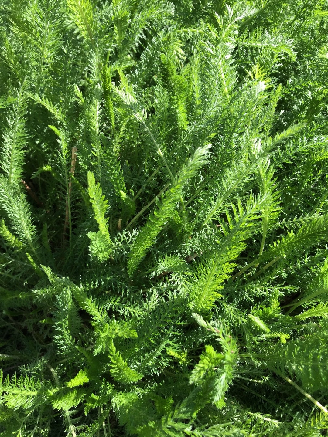 Achillée sétacée (Achillea setacea) - Picturethis