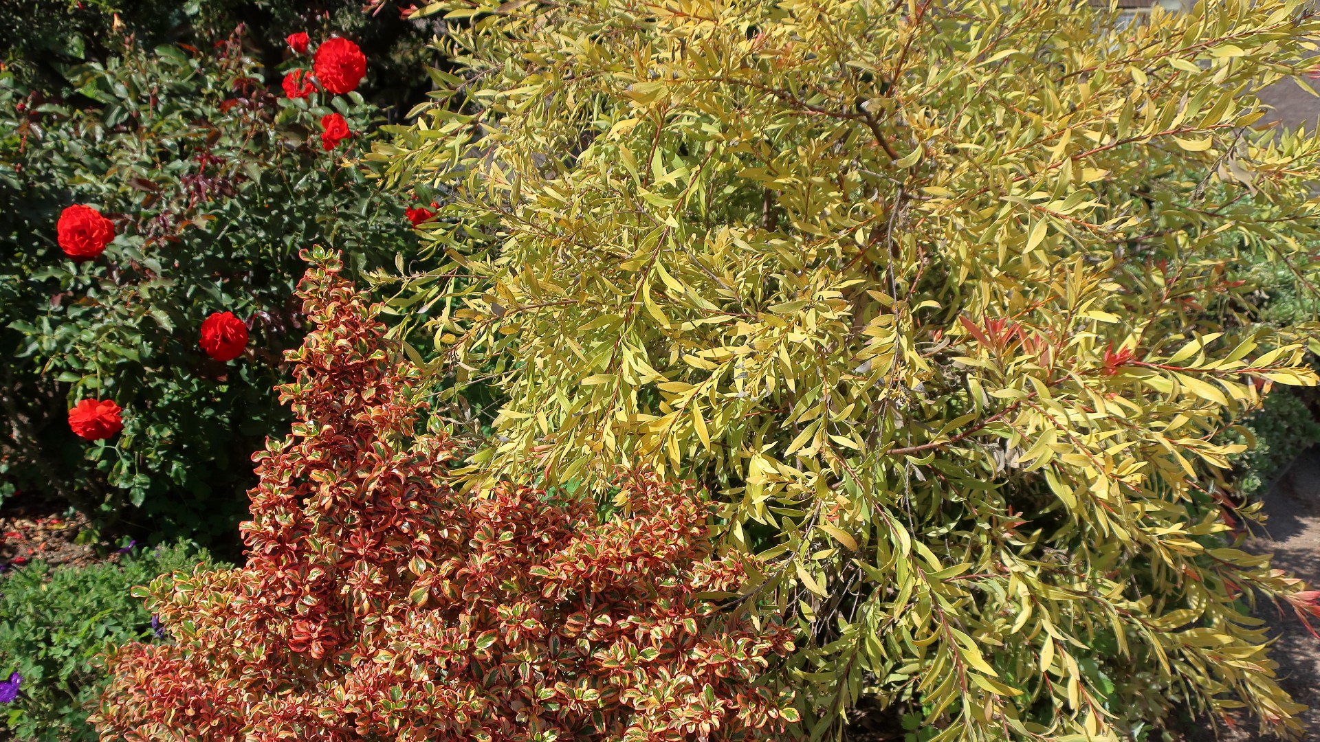 How to Plant and Grow Willow leaved hakea(Hakea salicifolia)