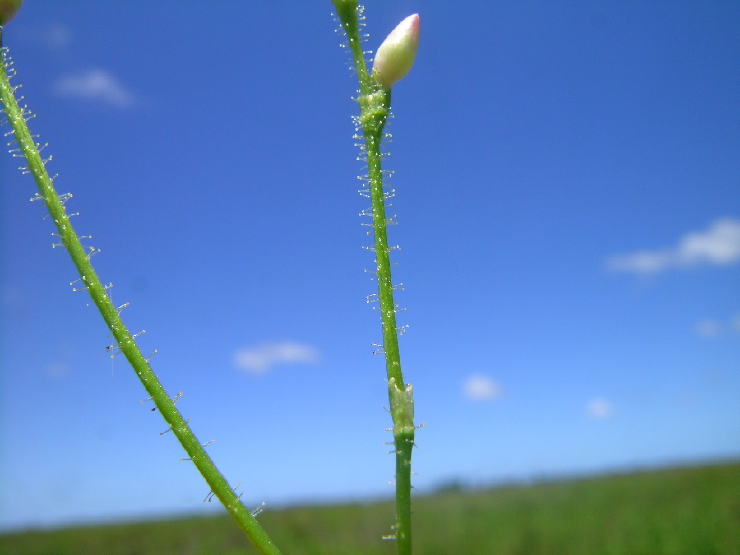 Persicaria praetermissa - PictureThis