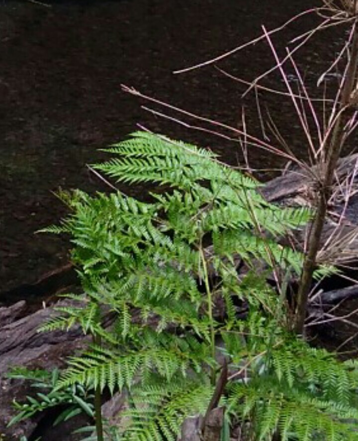 Pteris tremula - PictureThis