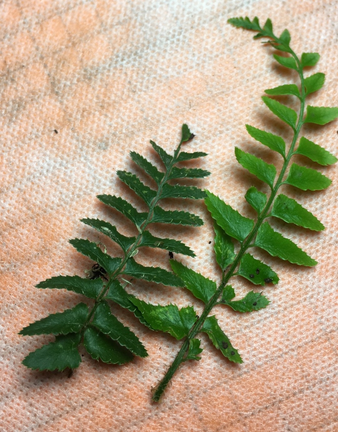 Asplenium (Asplenium) - PictureThis
