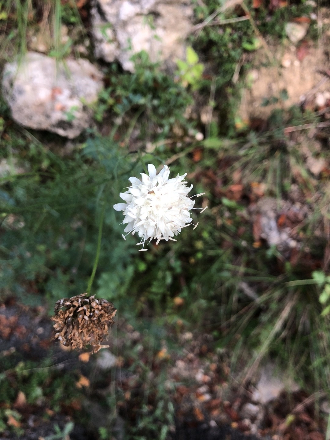 Cephalaria Care (Watering, Fertilize, Pruning, Propagation) - PictureThis