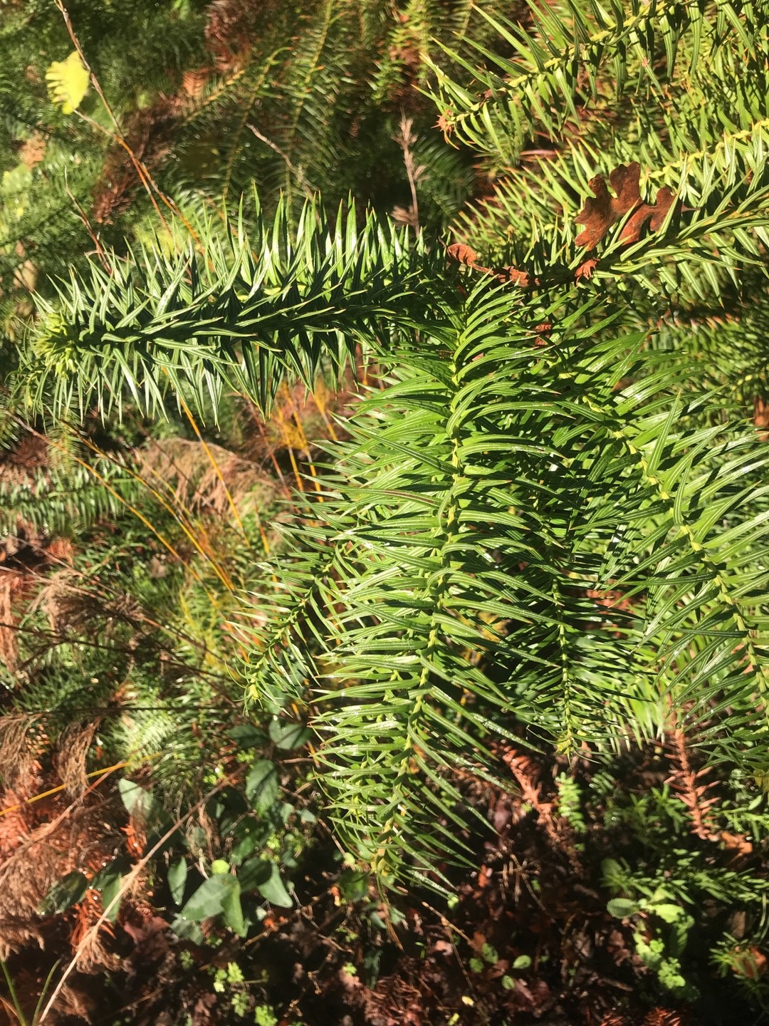 Cunninghamia (Cunninghamia lanceolata) - PictureThis