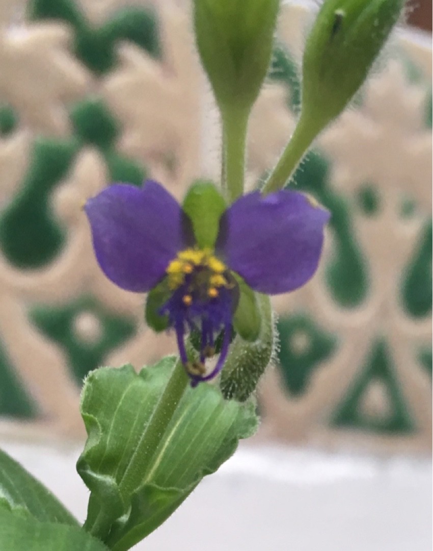 Tinantia erecta - PictureThis