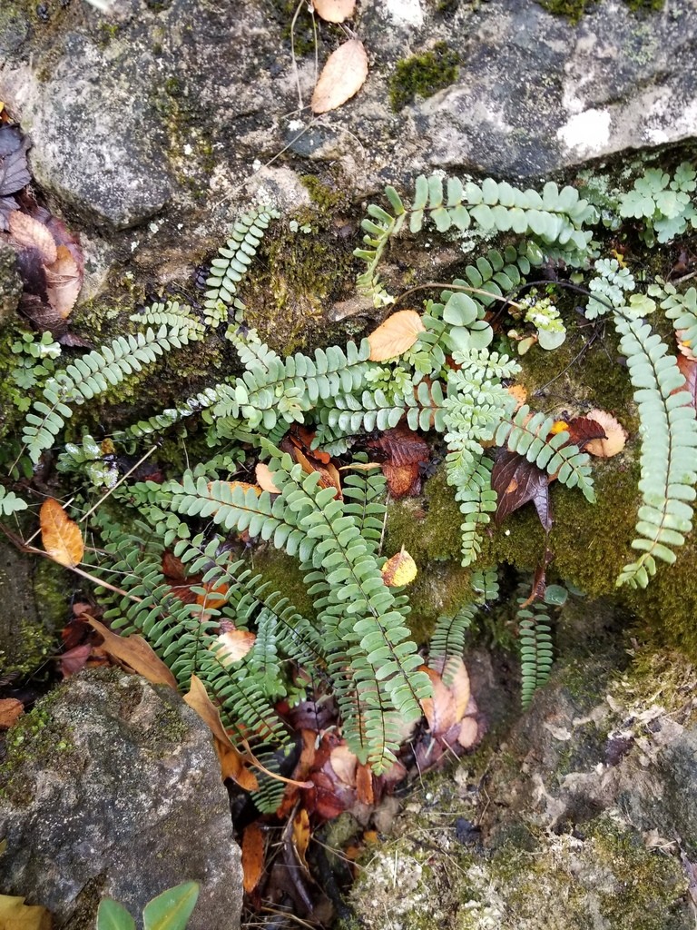 Asplenium resiliens - PictureThis