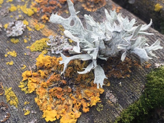 Ring lichen Care (Watering, Fertilize, Pruning, Propagation) - PictureThis