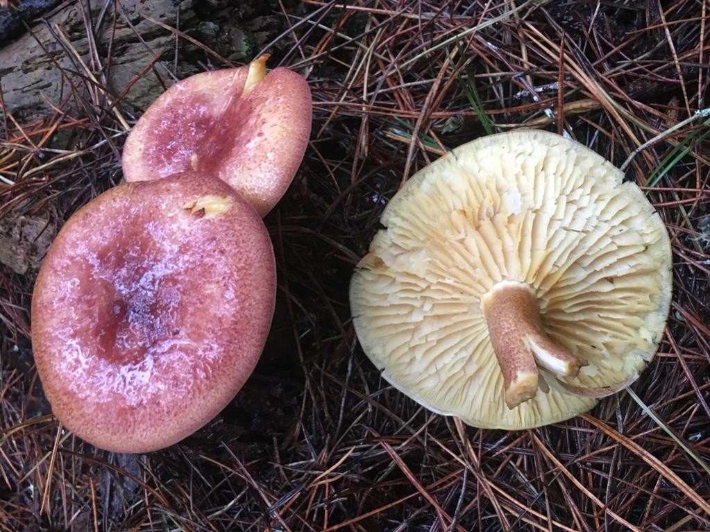 Purpurfilziger Holzritterling (Tricholomopsis rutilans) - PictureThis