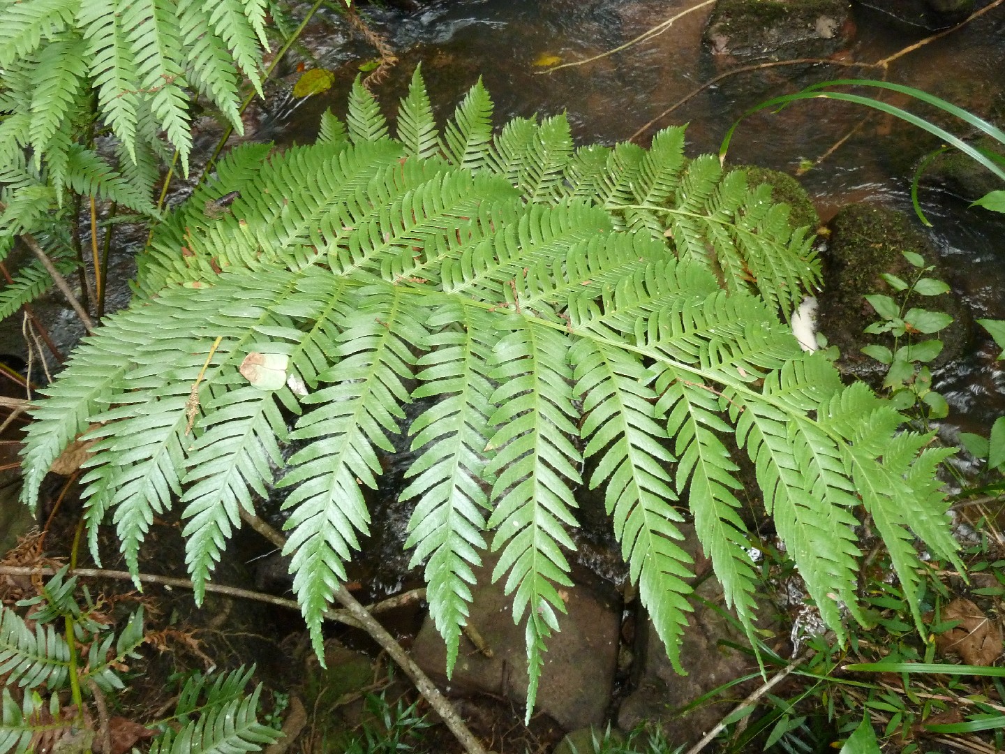 Todea barbara - PictureThis