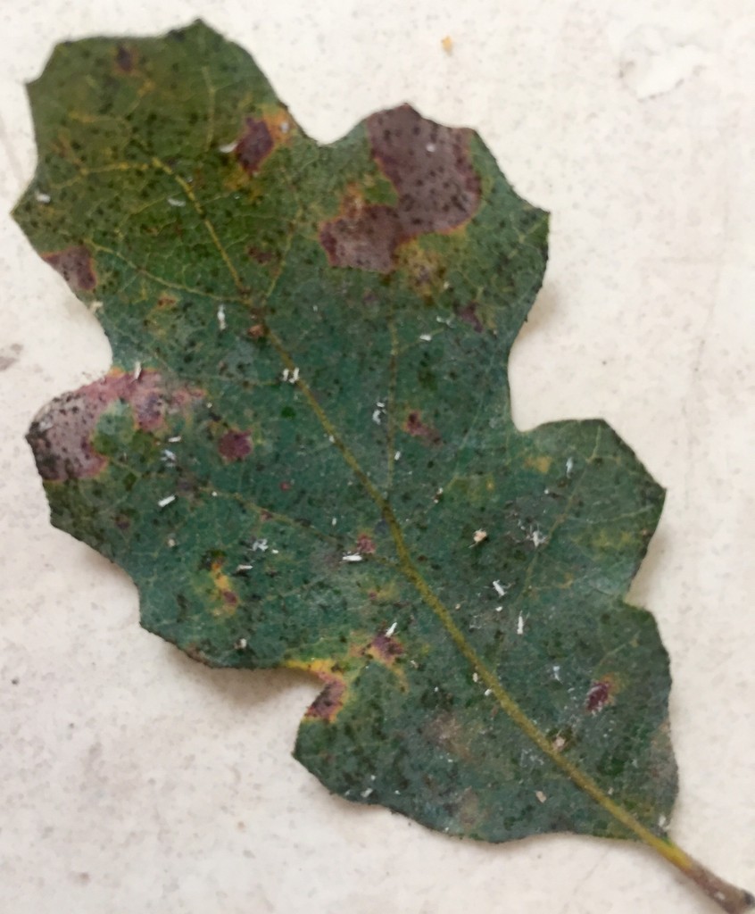 Roble azul (Quercus douglasii) - PictureThis