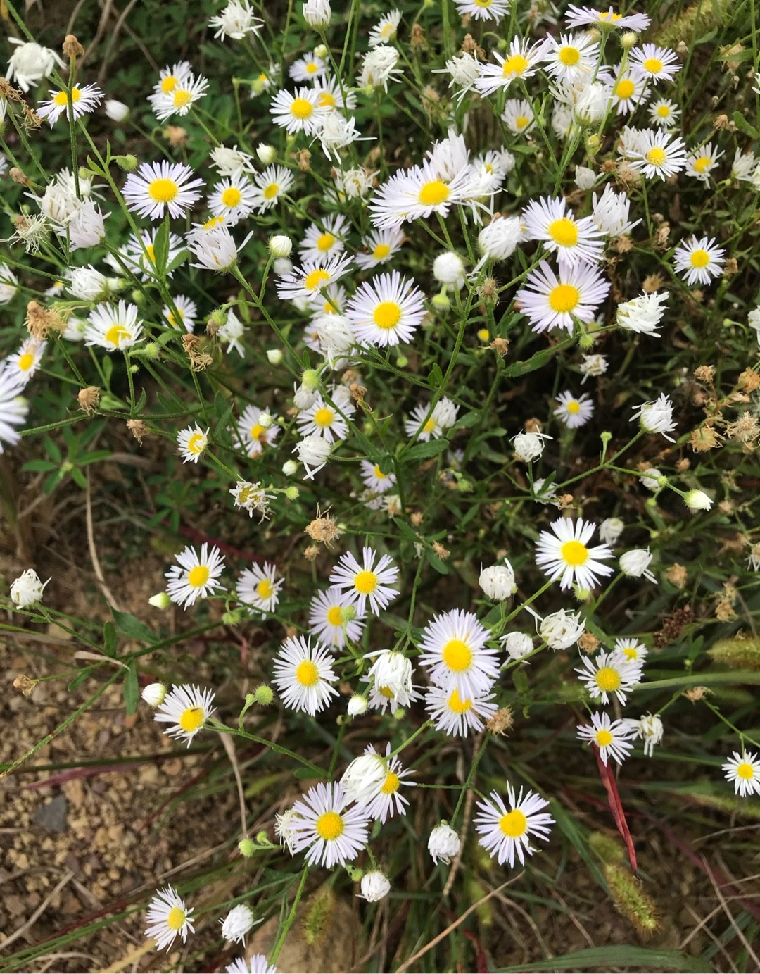 Болтония астровидная (Boltonia asteroides) - PictureThis