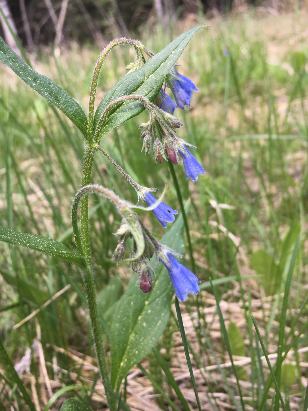 Tall bluebells (Mertensia paniculata) Flower, Leaf, Care, Uses ...