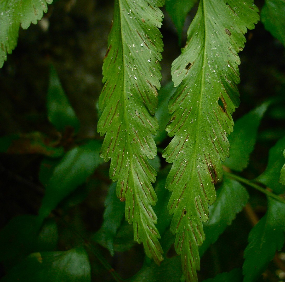 Asplenium polyodon - PictureThis