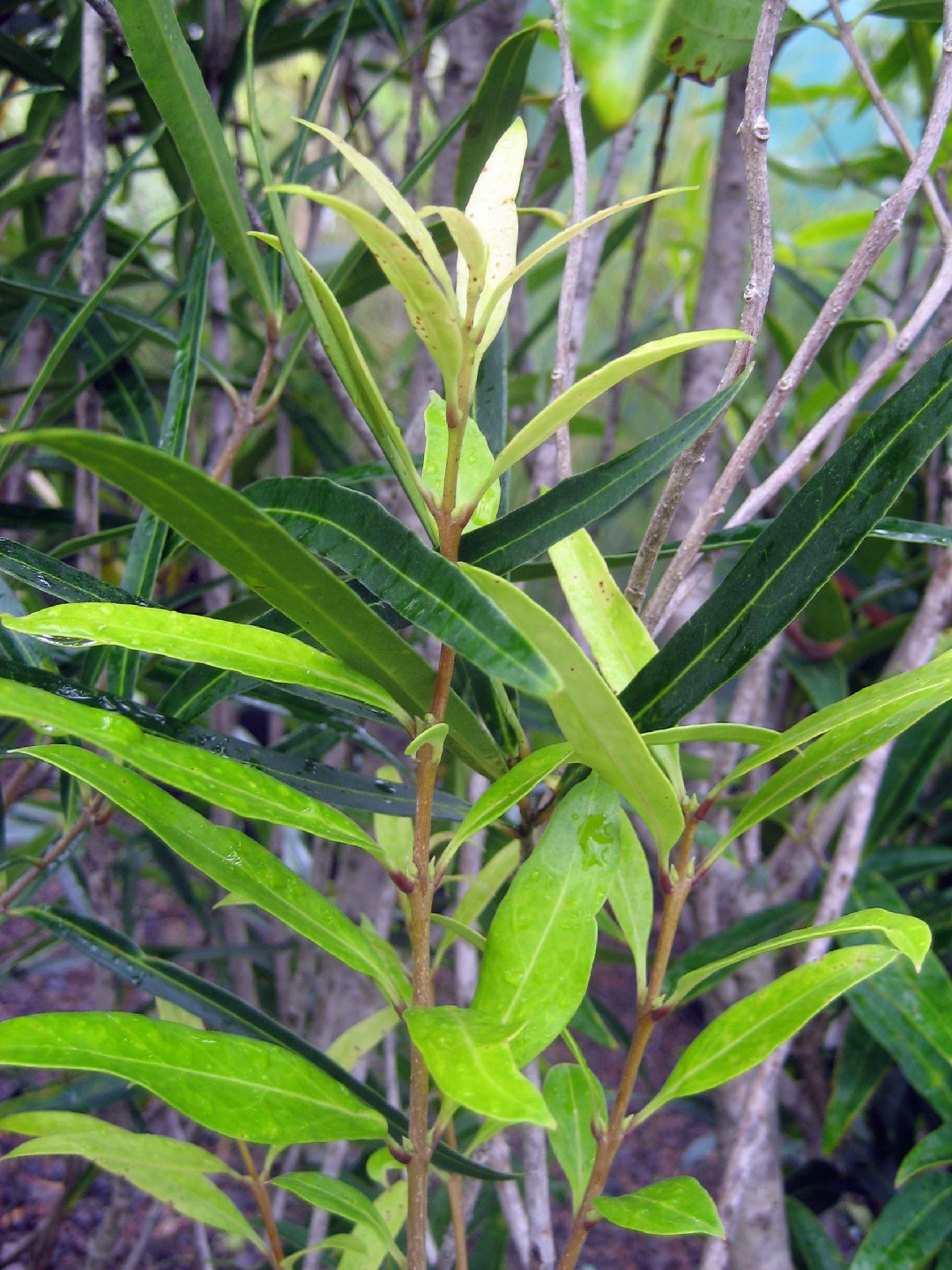 Nestegis lanceolata - PictureThis