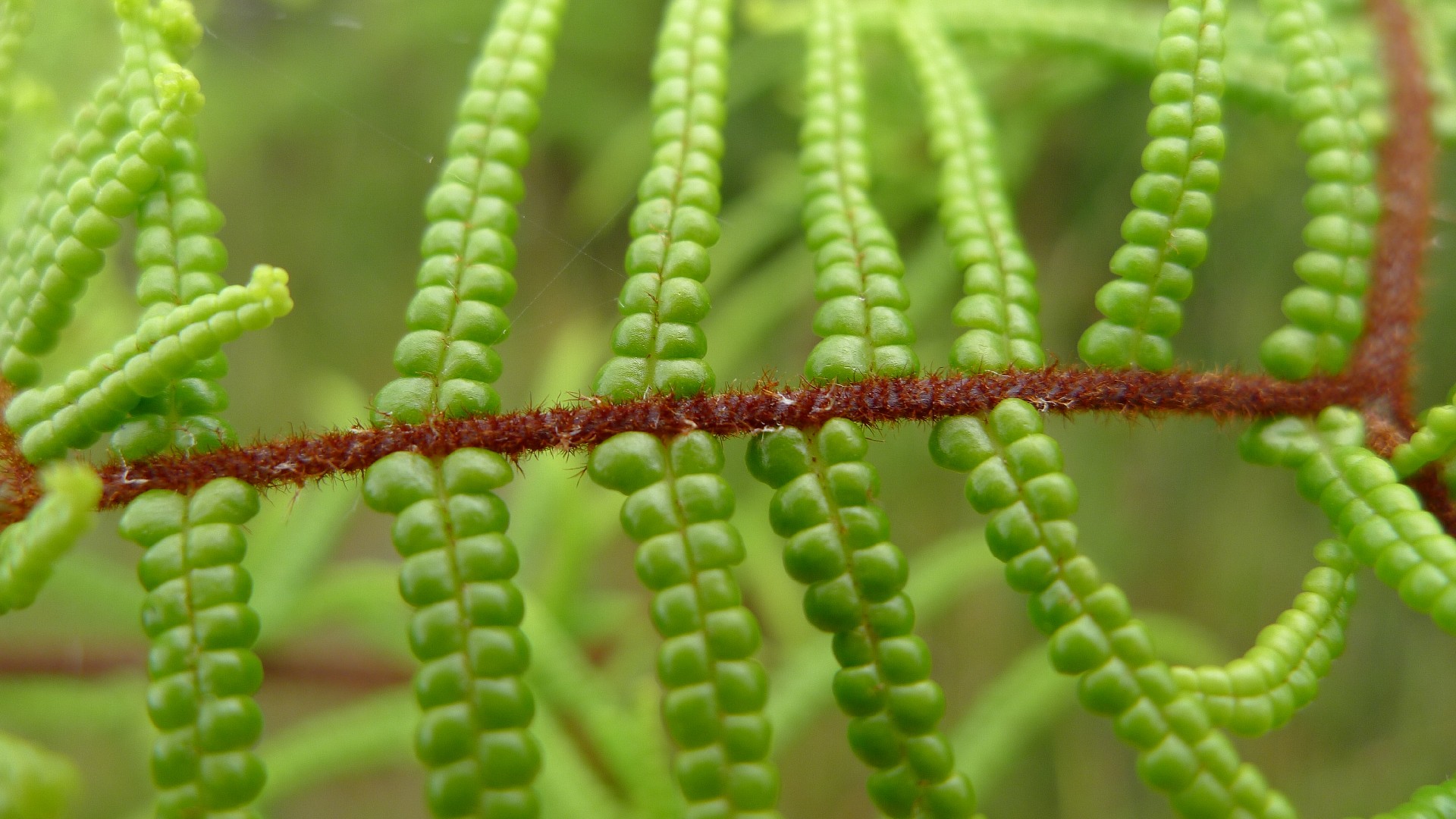 Gleichenia microphylla - PictureThis