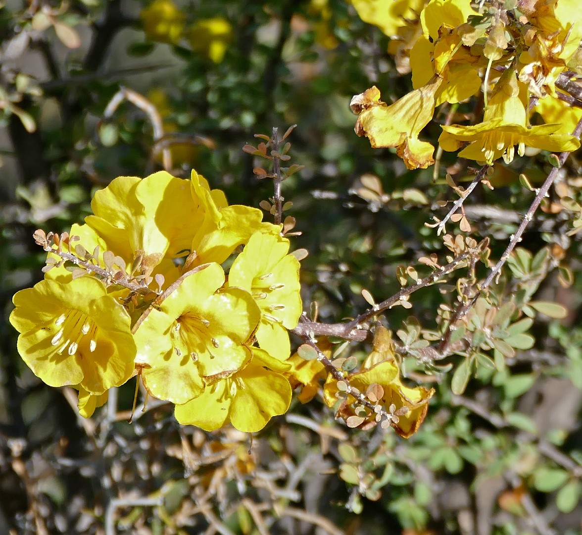 Rhigozum obovatum - PictureThis