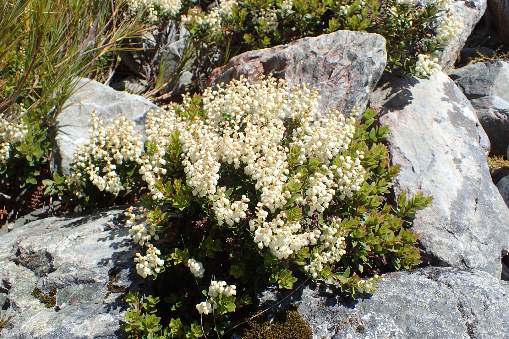 Turpentine scrub (Gaultheria crassa) Flower, Leaf, Care, Uses - PictureThis