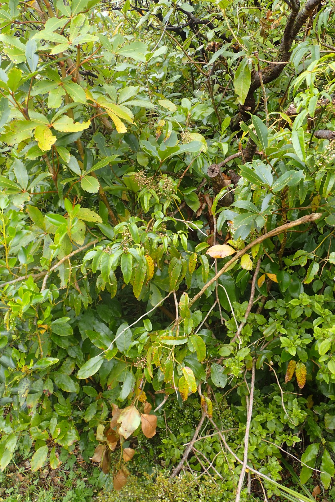 Rubus cissoides - PictureThis