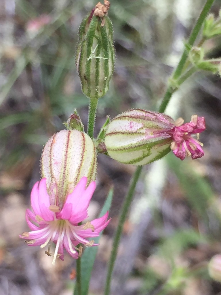 San francisco campion (Silene verecunda) Flower, Leaf, Care, Uses ...