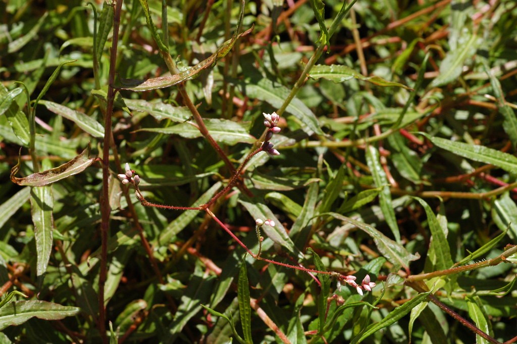 Persicaria praetermissa - PictureThis