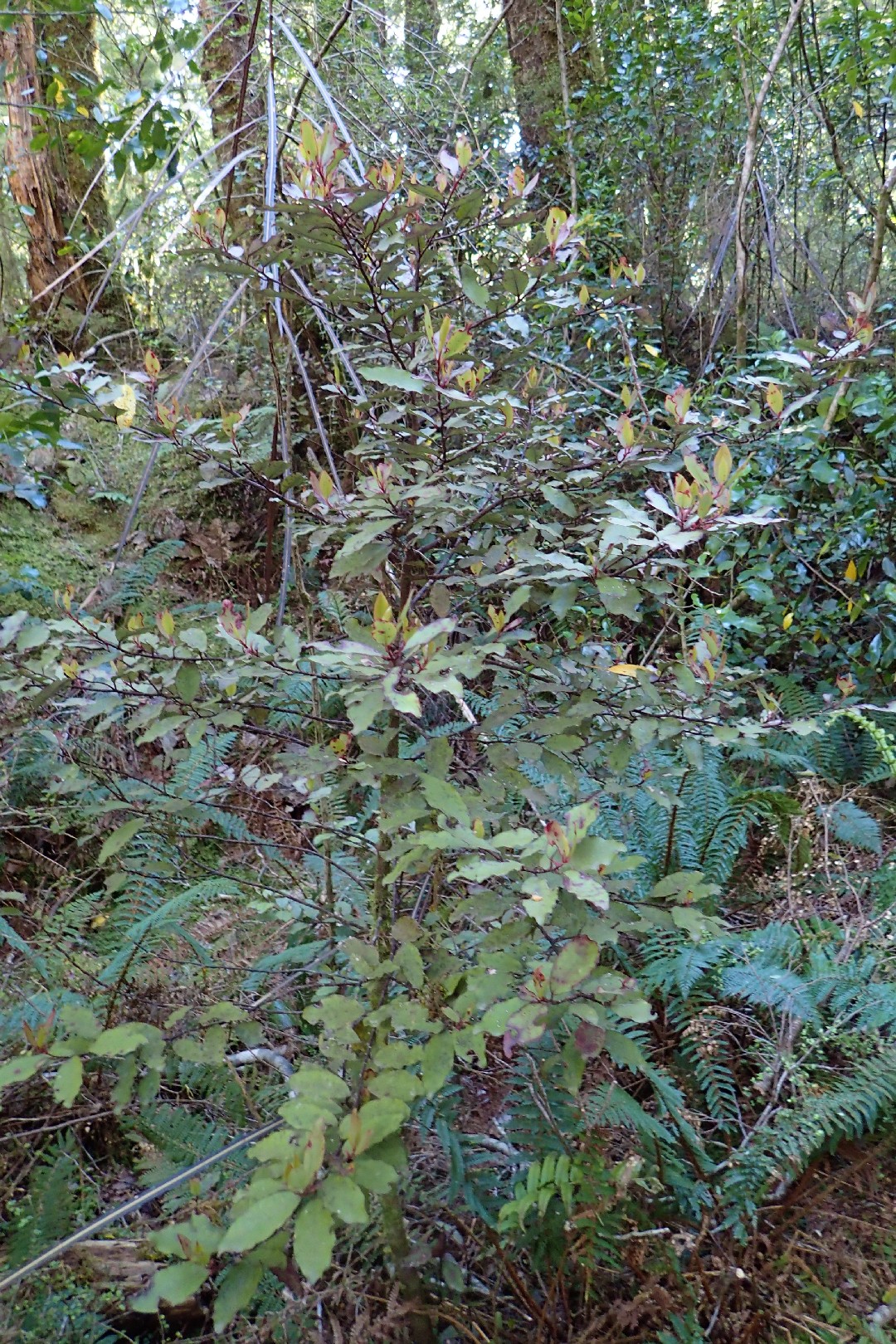 Pseudowintera colorata - PictureThis