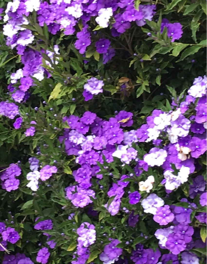 Yesterday Today And Tomorrow Plant How To Grow Care Buy 40 Plus 20