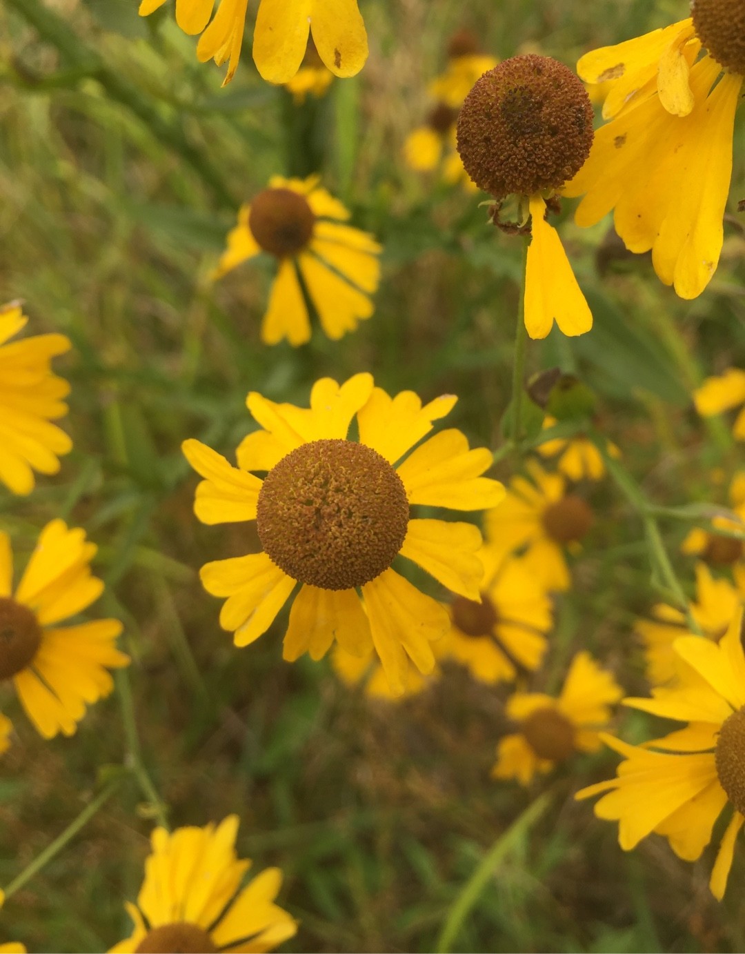 Helenium flexuosum - PictureThis
