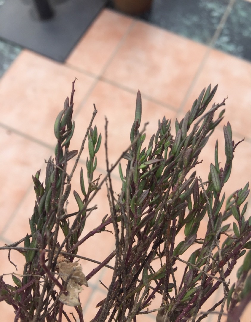 Polygala rupestris - PictureThis