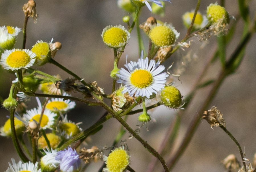 Prairie fleabane (Erigeron strigosus) Flower, Leaf, Care, Uses ...