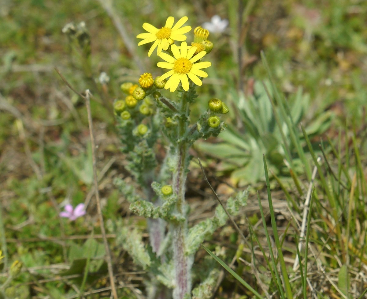 Eastern groundsel (Senecio vernalis) Flower, Leaf, Care, Uses - PictureThis