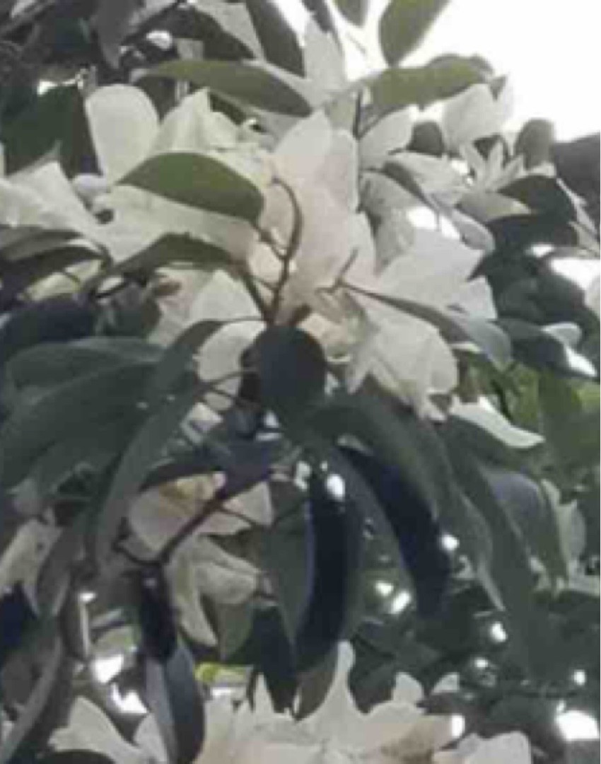 Magnolia maudiae Cuidados (Como Cuidar, Doenças, Podar) - PictureThis