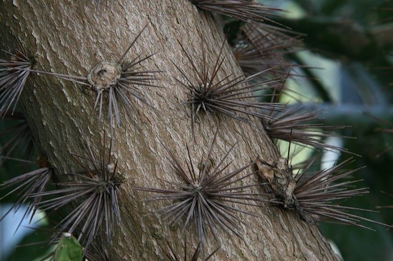 How to Plant and Grow Brazilian prickly pear(Brasiliopuntia brasiliensis)
