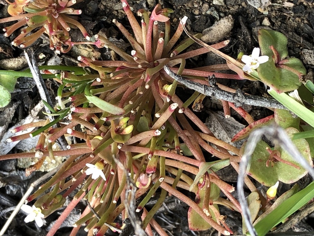 Claytonia parviflora - PictureThis