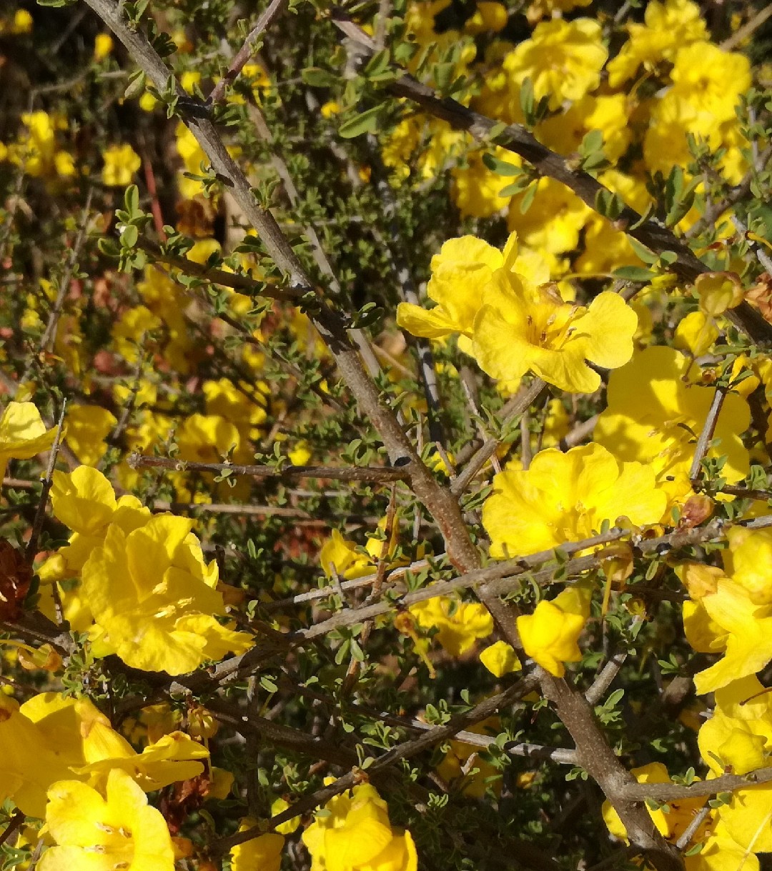 Rhigozum obovatum - PictureThis