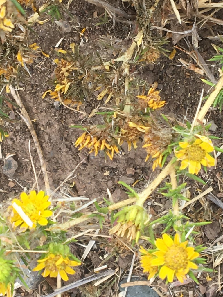 Tarweed Care (Watering, Fertilize, Pruning, Propagation) - PictureThis