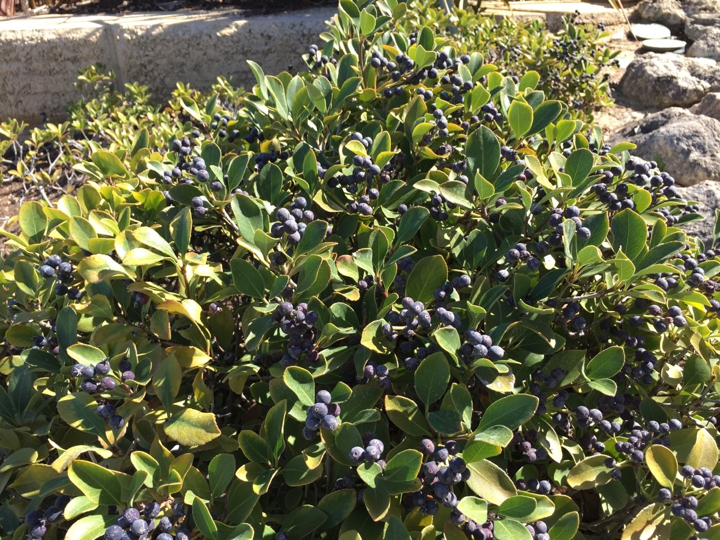 Silk tassel (Garrya) Flower, Leaf, Care, Uses - PictureThis