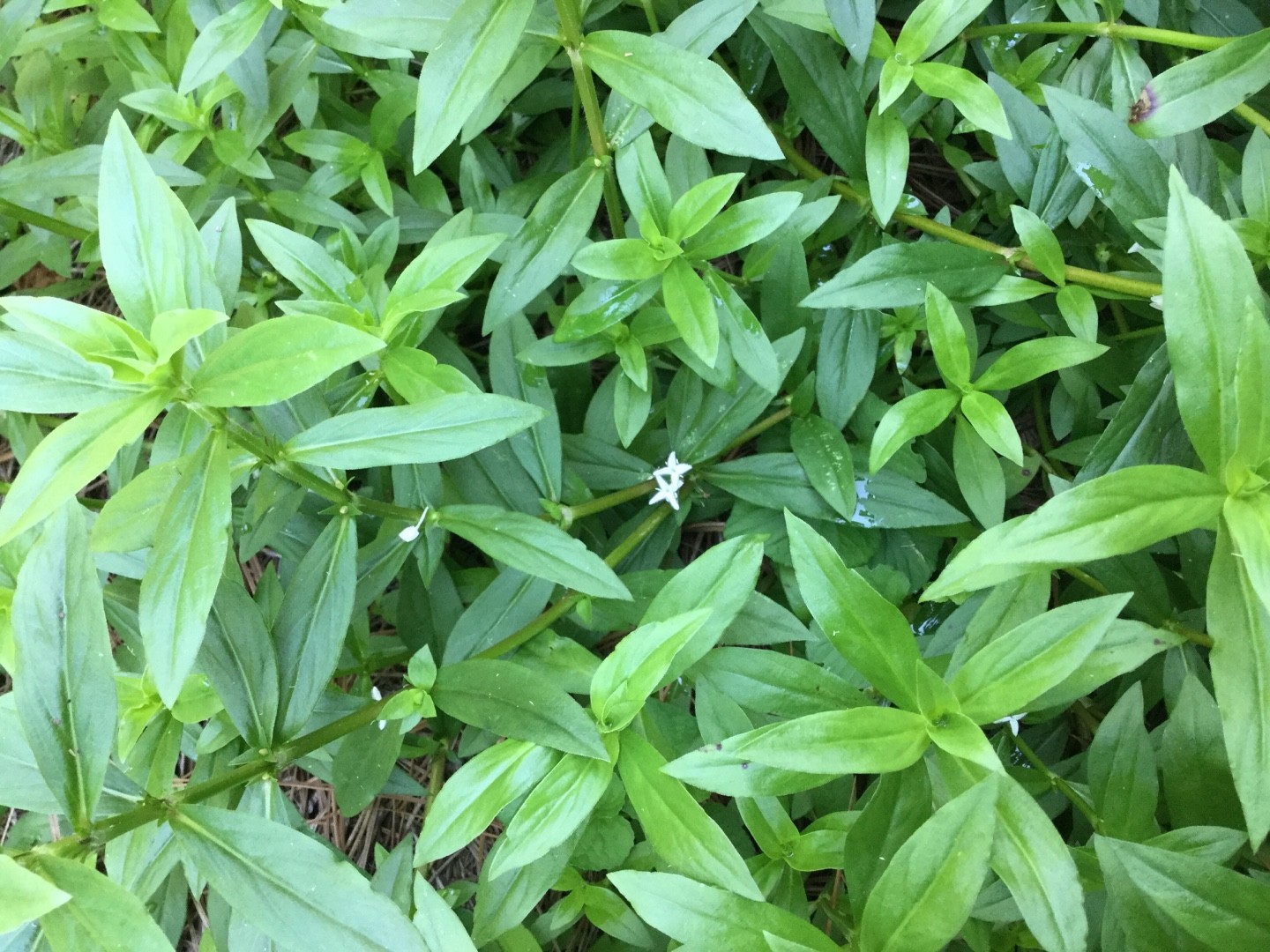 Diodia virginiana - PictureThis