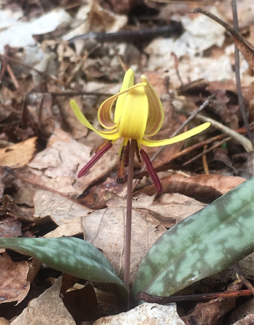 Erythronium umbilicatum - PictureThis