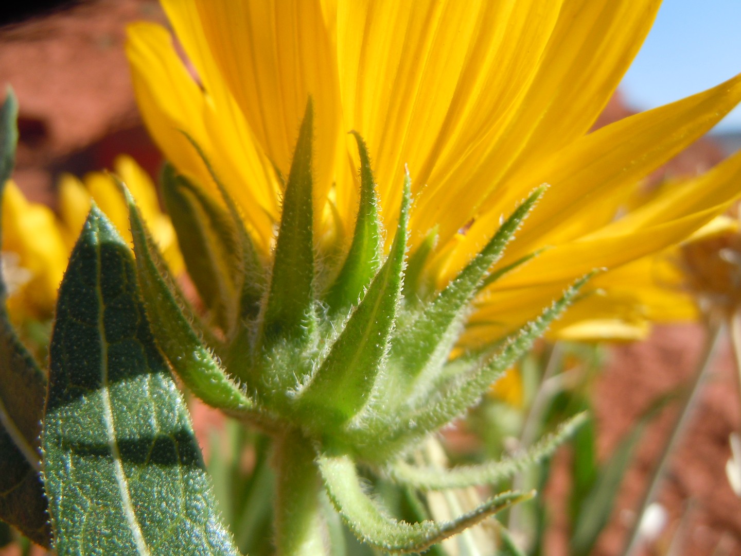 Scabrethia scabra - PictureThis