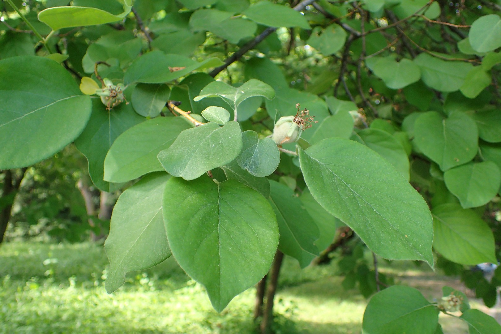 Gymnanthera oblonga 照顧，種植，繁殖，開花時間 - PictureThis