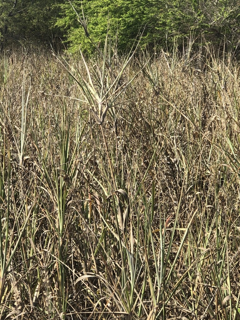 Zacates salados (Distichlis) - PictureThis