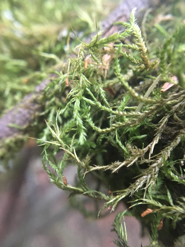 Alsia californica - PictureThis