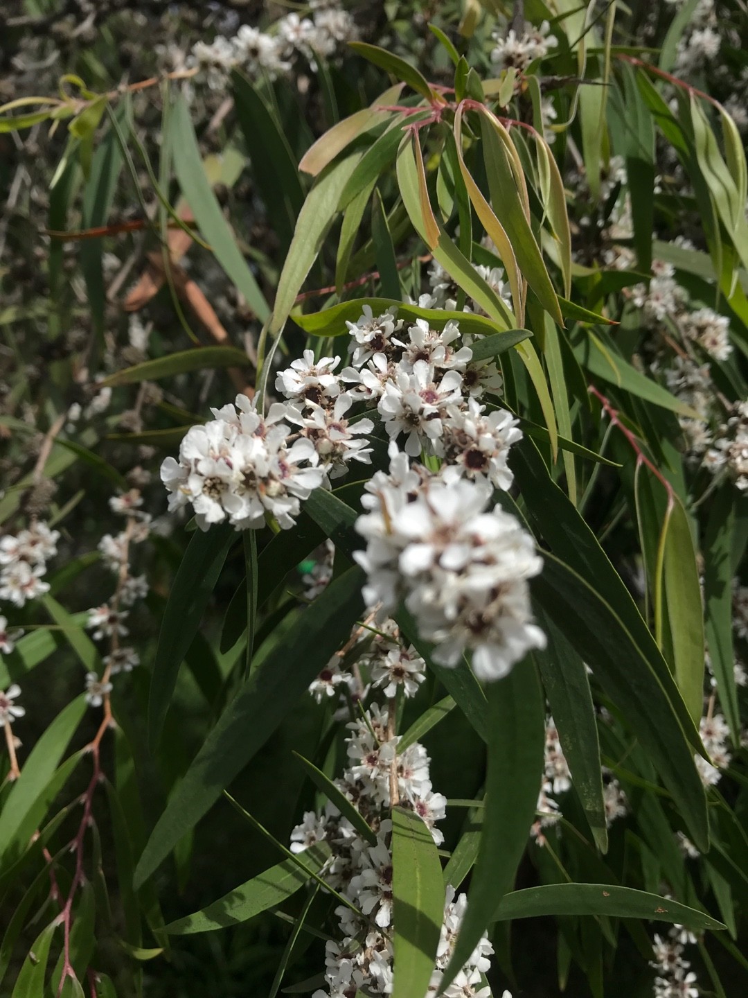 Agonis flexuosa 照顧，種植，繁殖，開花時間 - PictureThis