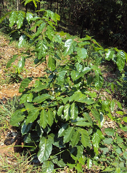 East-himalayan derris (Aganope thyrsiflora) Flower, Leaf, Care, Uses ...