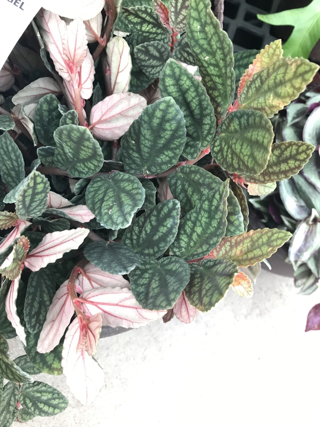 吐煙花 (Procris repens) 照顧，種植，繁殖，開花時間 - PictureThis