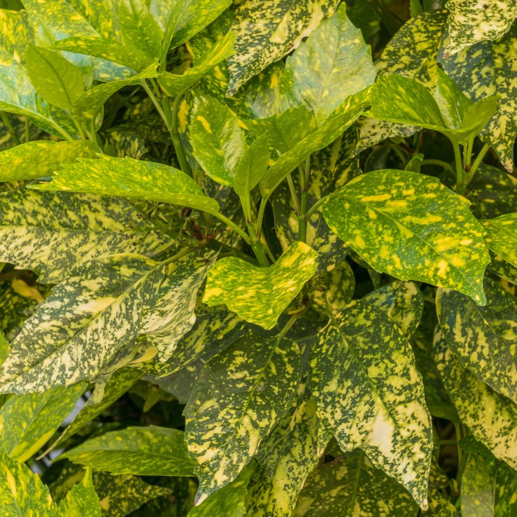 How to identify Aucuba (Aucuba)
