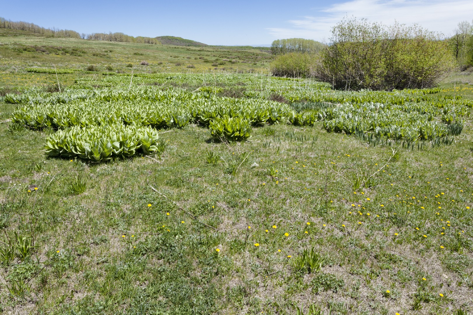 Cymopterus Care (Watering, Fertilize, Pruning, Propagation) - PictureThis