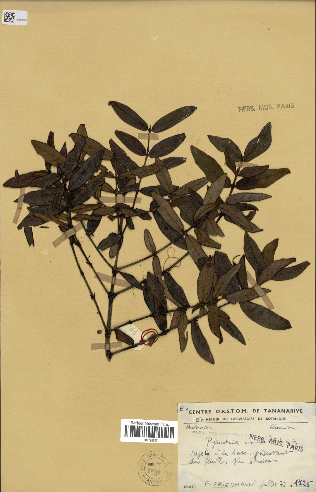 Pyrostria - PictureThis