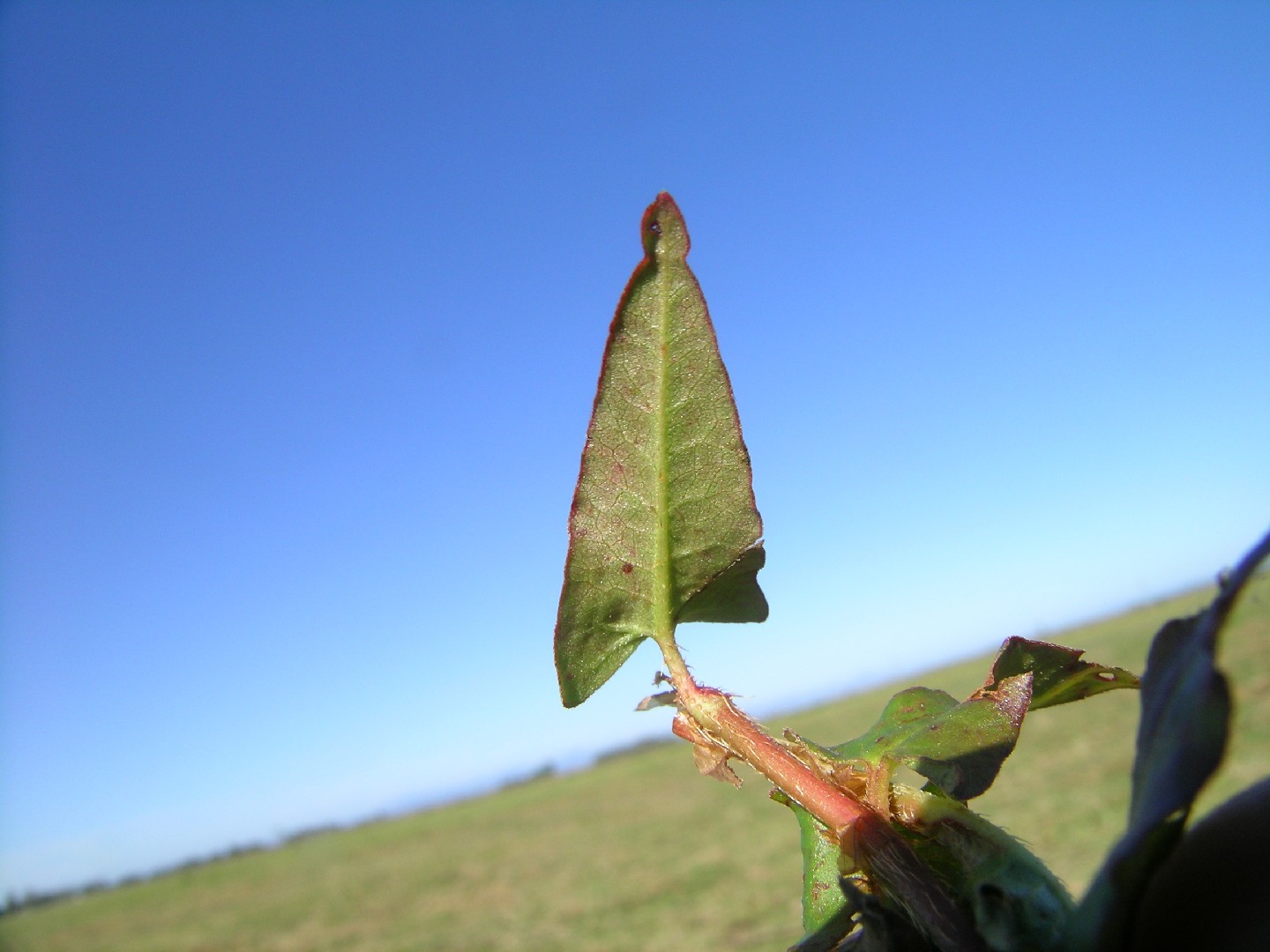 Persicaria praetermissa - PictureThis